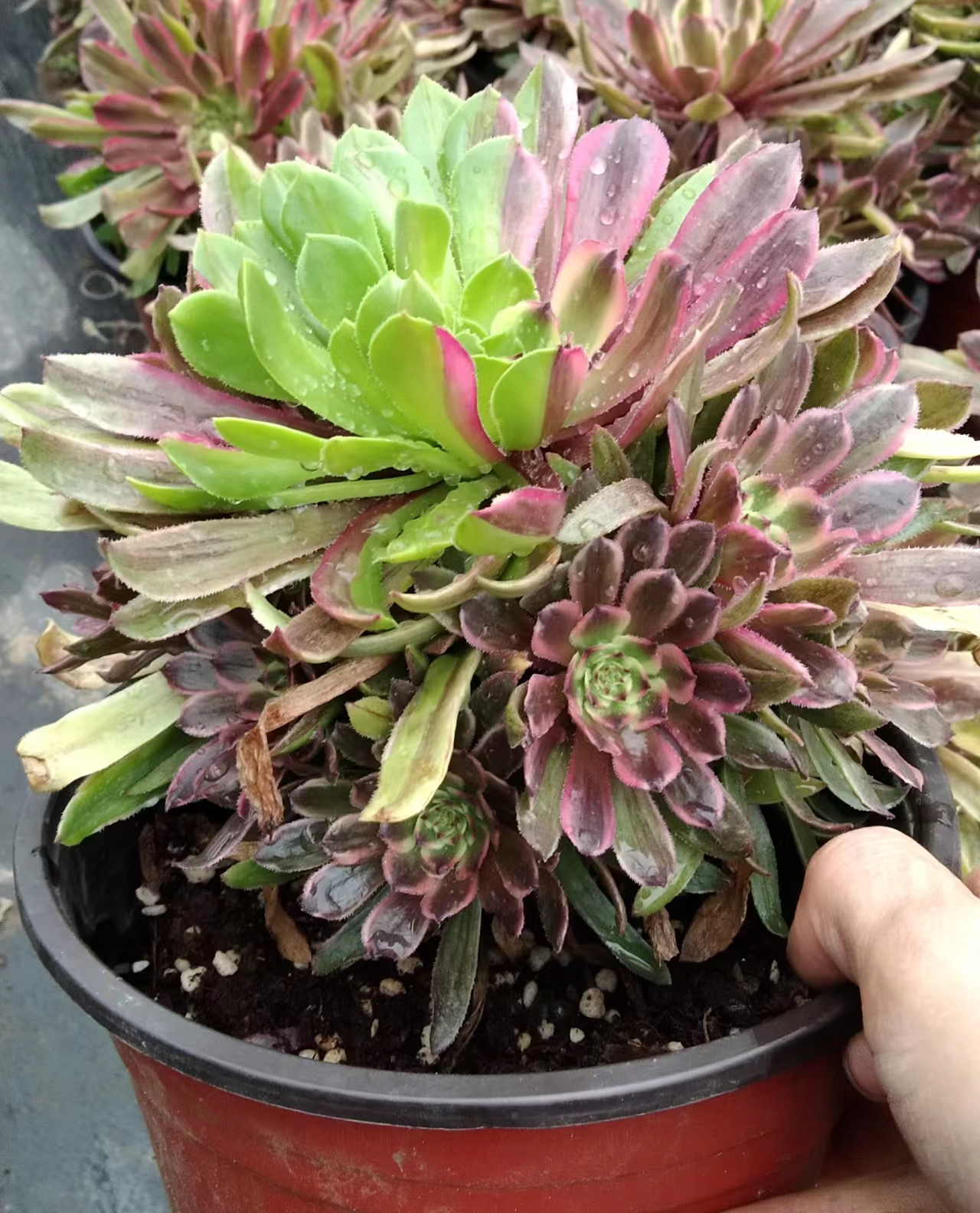 China Aeonium Succulents Haworthia Garden flowers