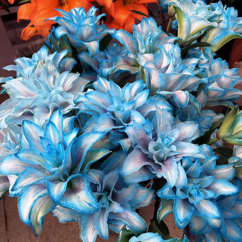 🌸Rare Blue Lilies seeds