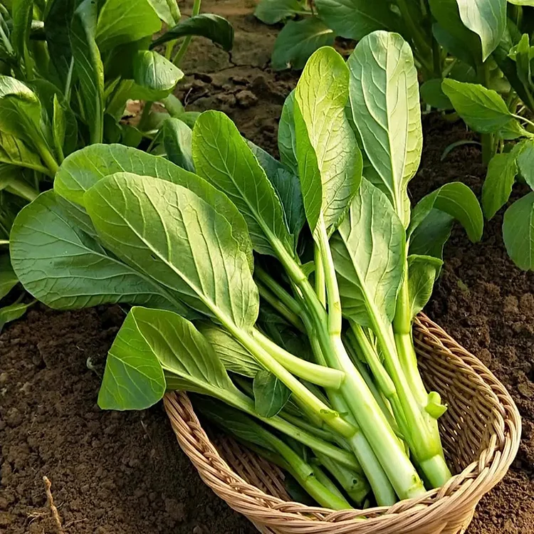 Sweet Crisp Choy Sum🥬Seeds