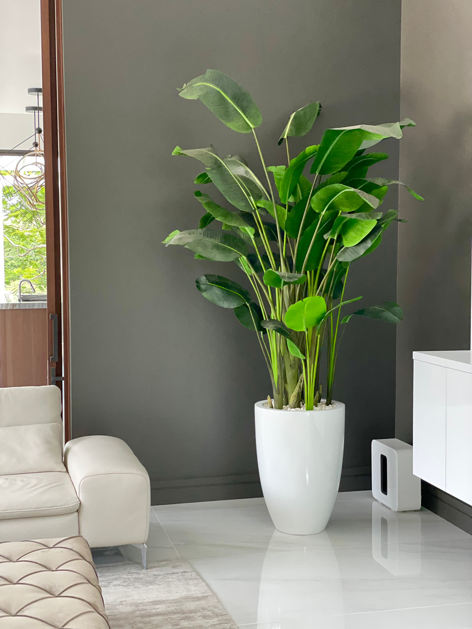 XL Bird of Paradise in XL Ben White Fiberglass Planter