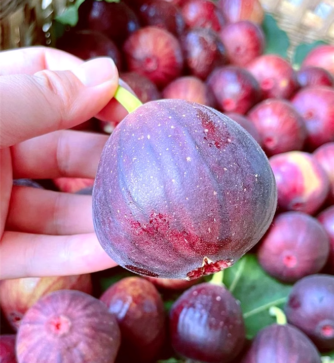 Fig Tree Seeds (Ficus carica), Sweet Fruit Shrub