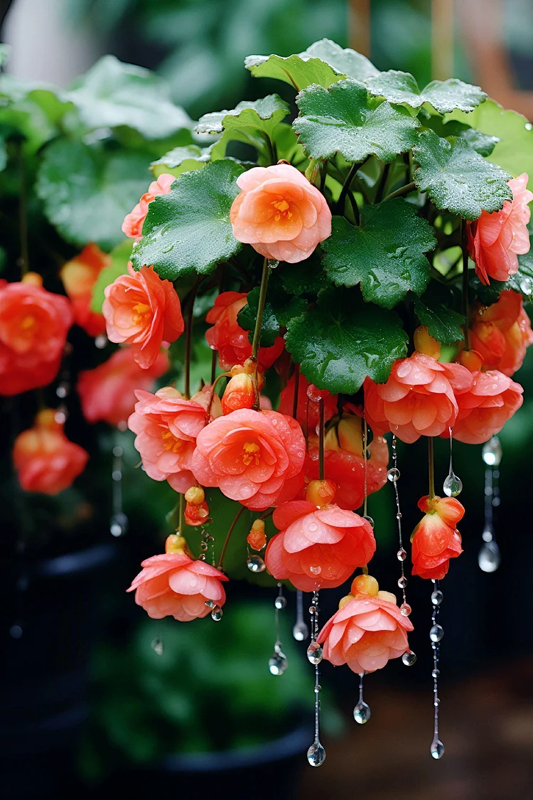 Weeping Begonia – A Cascading Floral Beauty 🌸