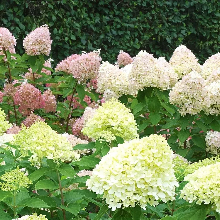 Panicle Hydrangea Seeds