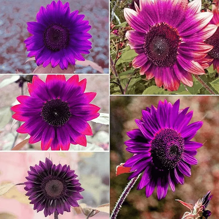 🌻Purple sunflower seeds - A rare plant in the garden