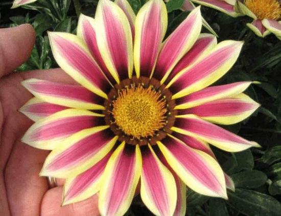 African Daisy Flowers - Gazania 50 Seeds