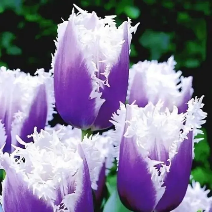 Bonsai Rare Color Tulip Seeds #9