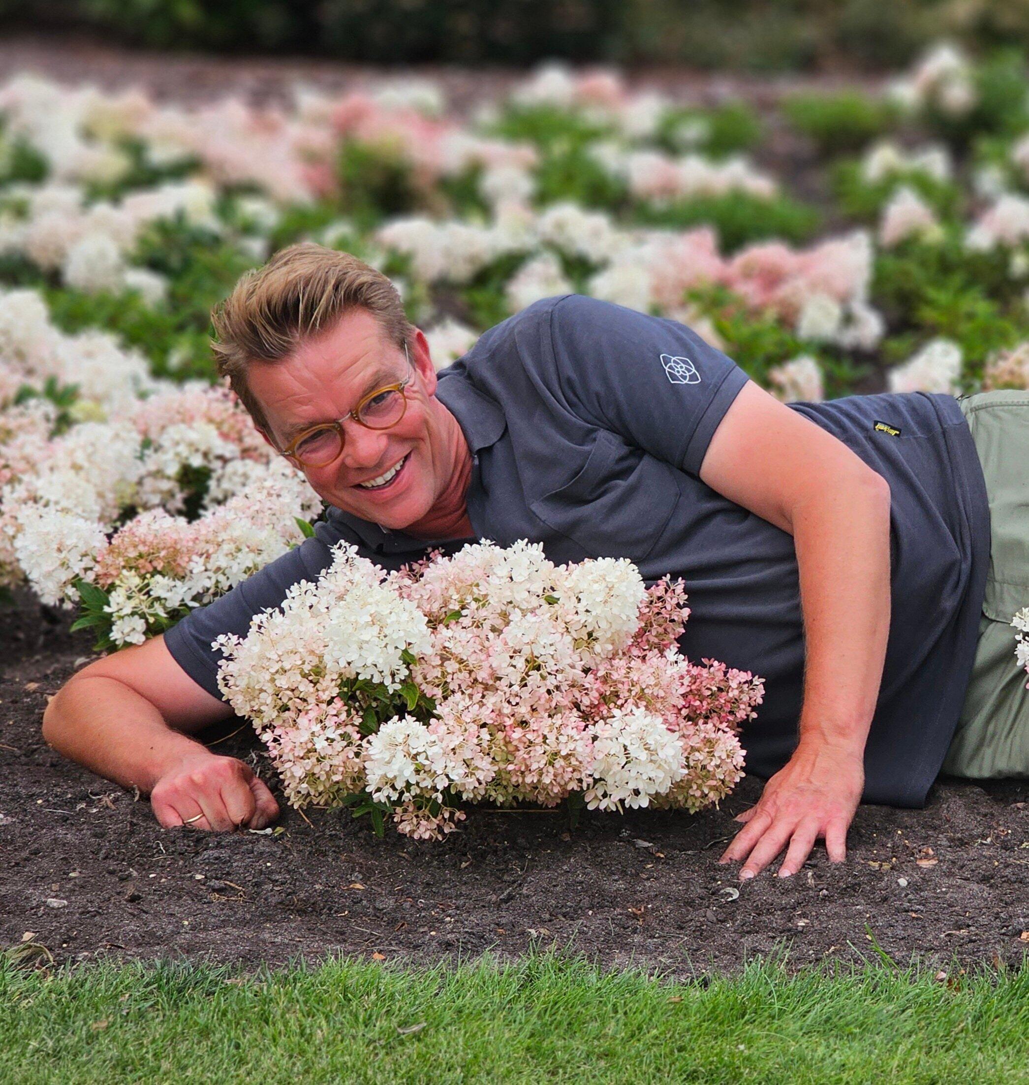 Ground Cover Hydrangea Paniculata Seeds