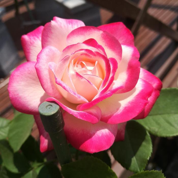 Rosa 'Cherry Parfait' Seeds