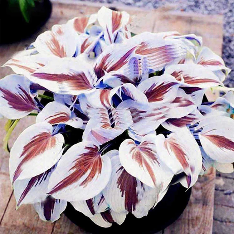 Rare Multi-colored Hostas Seeds
