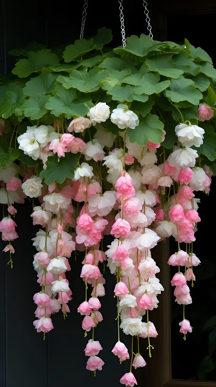 Weeping Begonia – A Cascading Floral Beauty 🌸