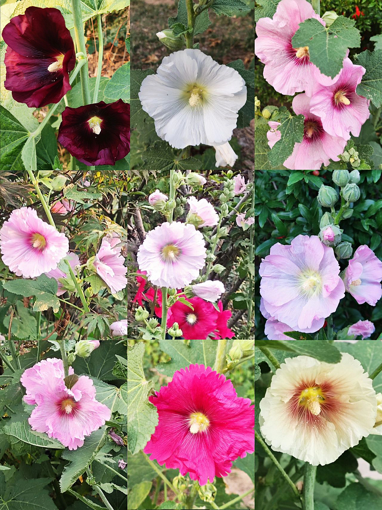 Hollyhock Seeds - Single Mix | Rosesu®