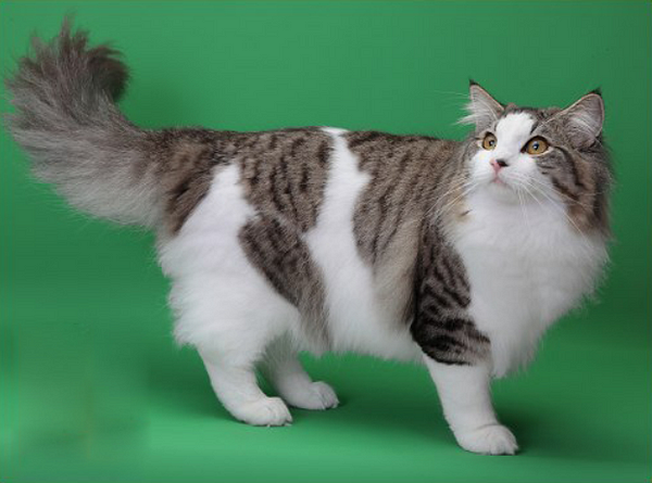 An introduction to the most complete breed of cats in history!