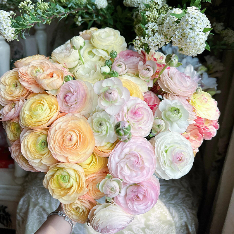RANUNCULUS PICOTEE CAFE