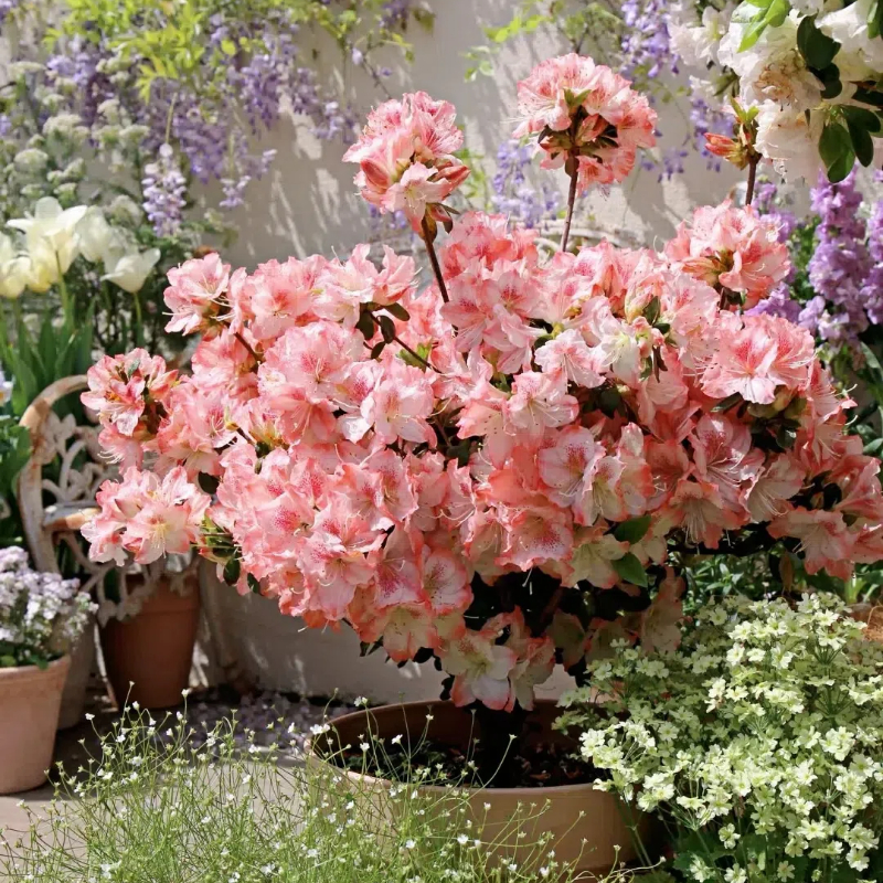 🌺Colorful Rhododendron Seeds