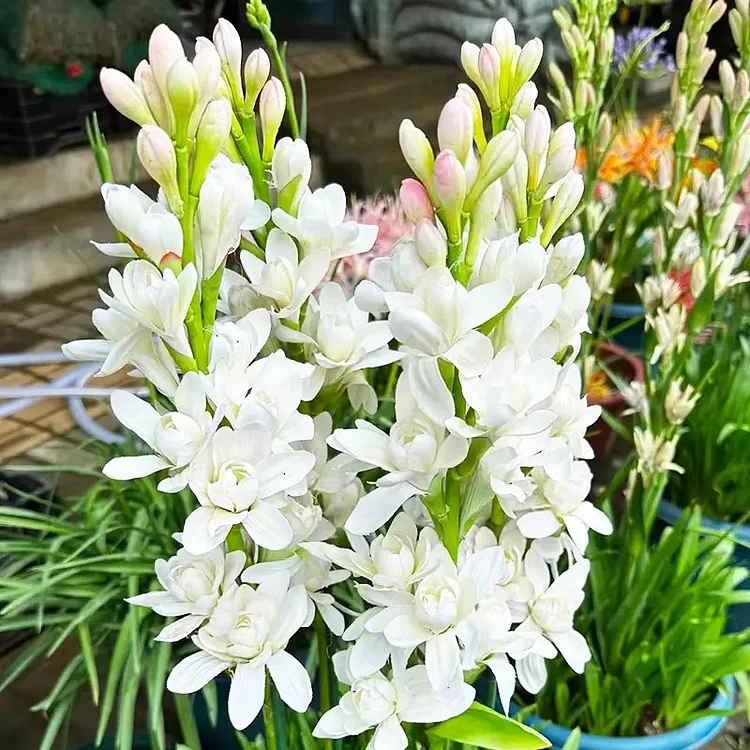 Double Tuberose Bulbs
