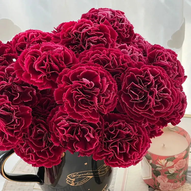 Double Carnation-Flower Seeds