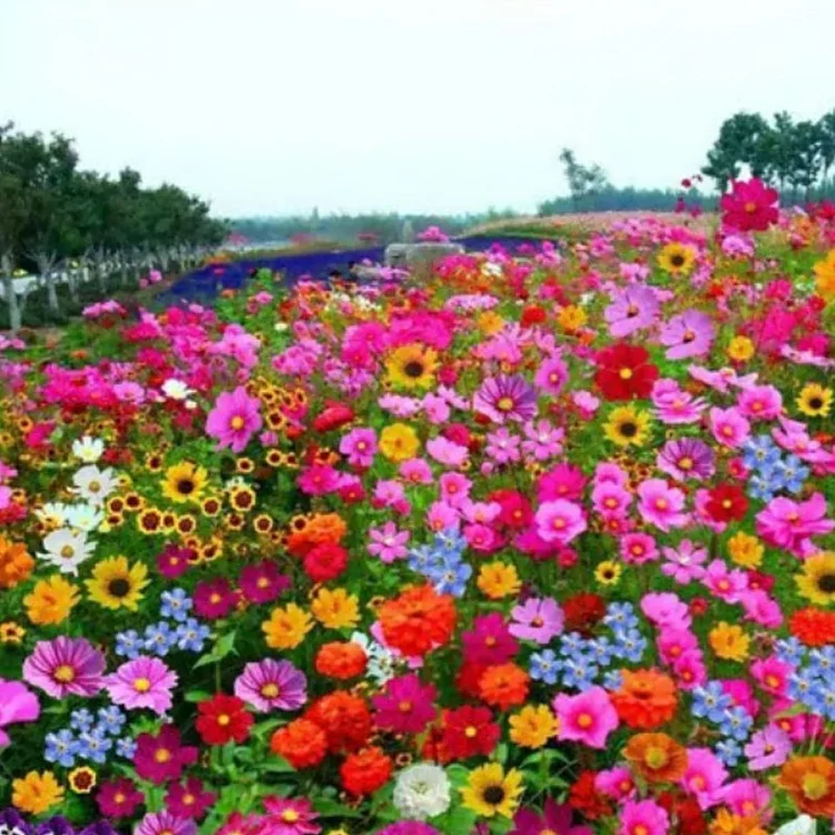 Mixed Perennial Flowers Seeds-Over 60 kinds mixed