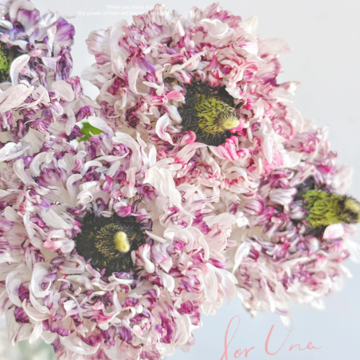 Ranunculus Brushmark Seti