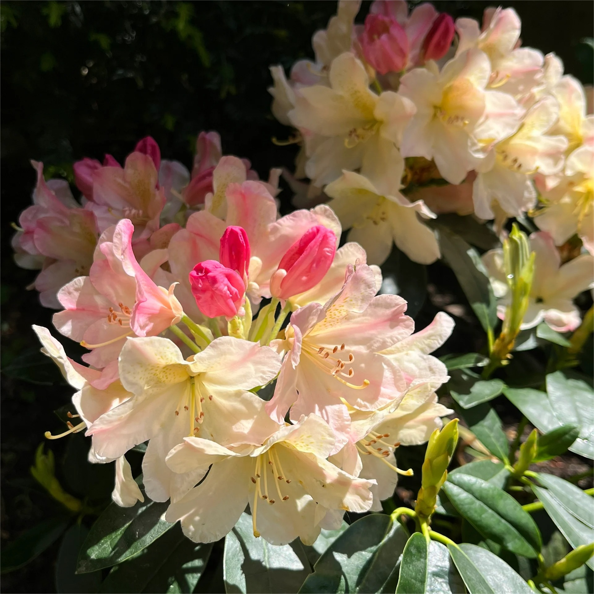 Alpine Azalea Seeds 🌸 Rare Species