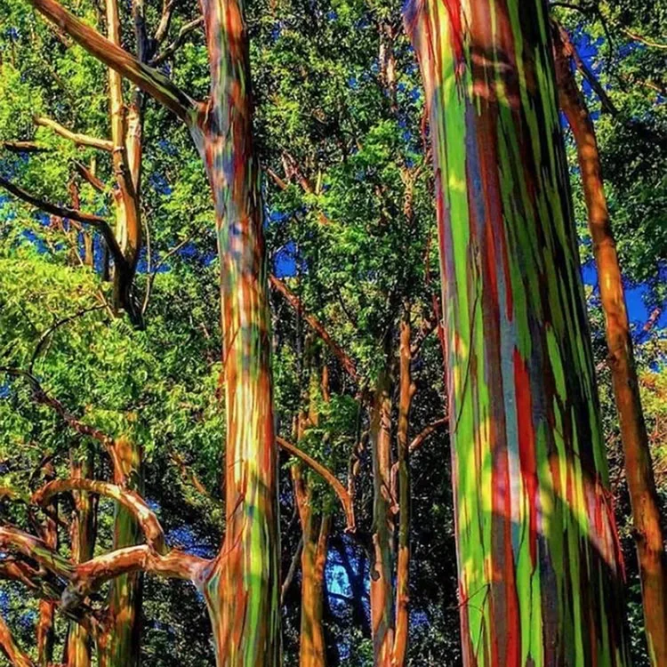 Eucalyptus deglupta/Rainbow Eucalyptus Seeds