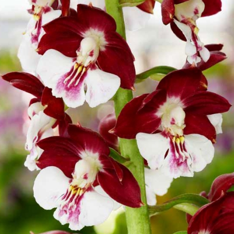 Calanthe discolor 'Red Sunset'