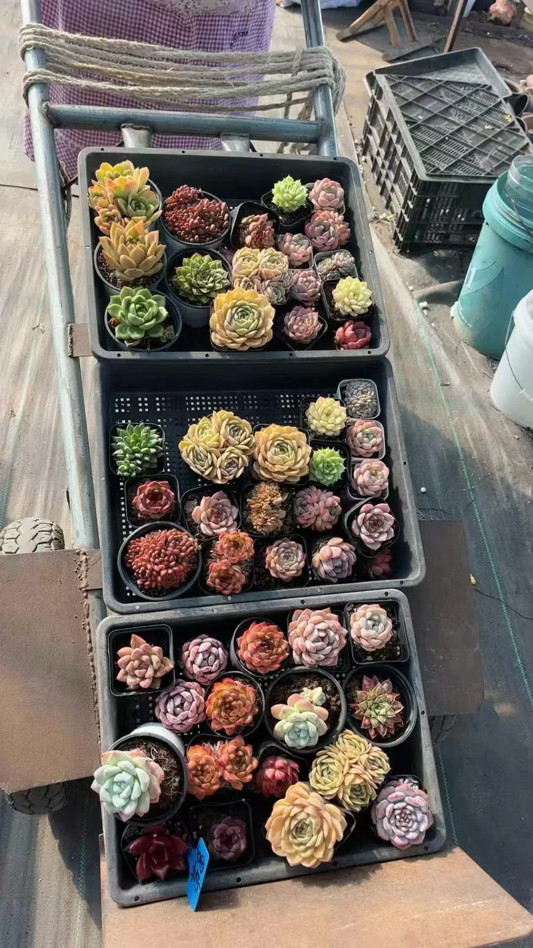 1009.Succulent blind box /Succulent plants / Garden landscape ...