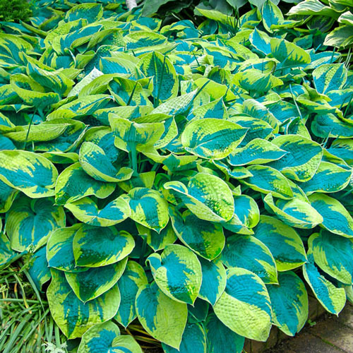 Tokudama flavocircinalis Hosta