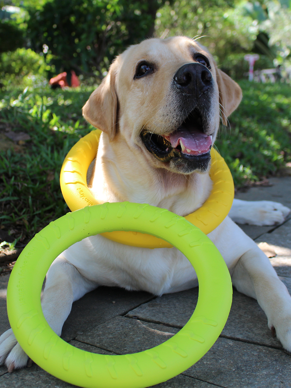 Dog Circle Shape Interactive Chewy Ball