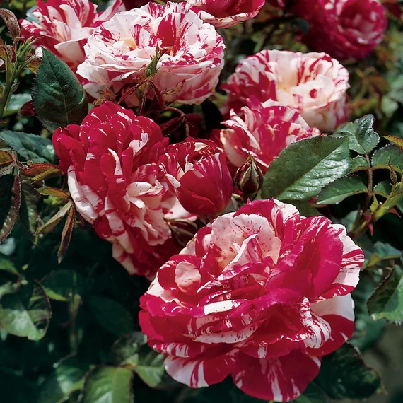 Dark Red White Rose Seeds