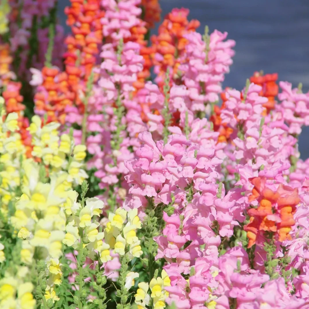 Double Snapdragon Mixed Color Seeds