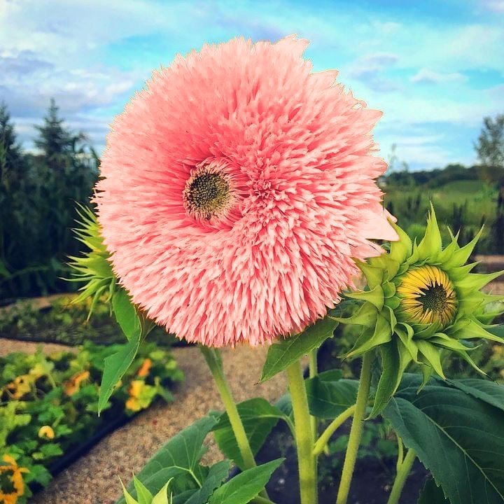 Pink Pooh Sunflower