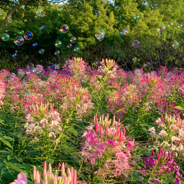 Cleome Flower Seeds