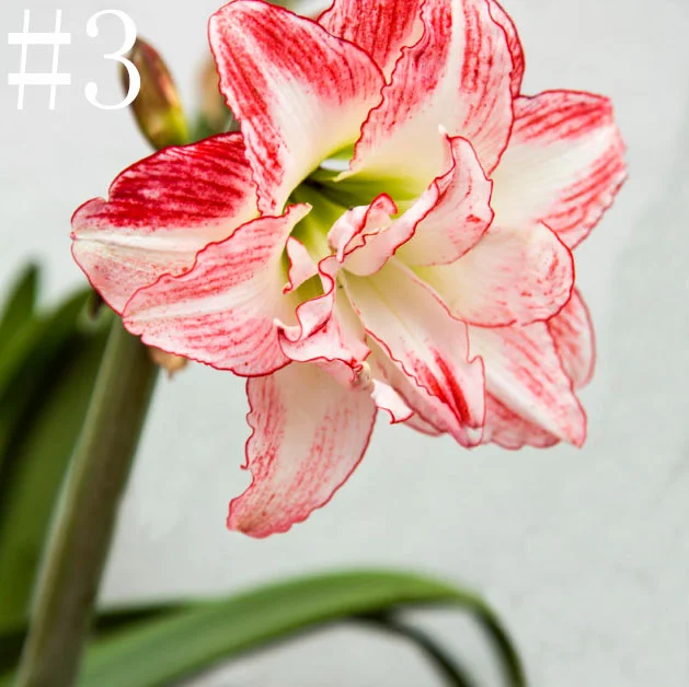 Rare Amaryllis Bulbs