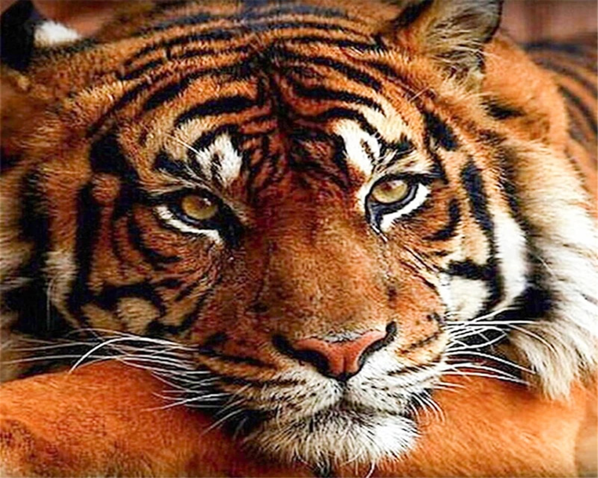 DIY Painting By Numbers | Tiger