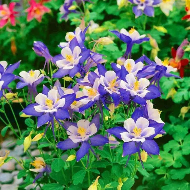 Mixed Colors Double Columbine Seeds