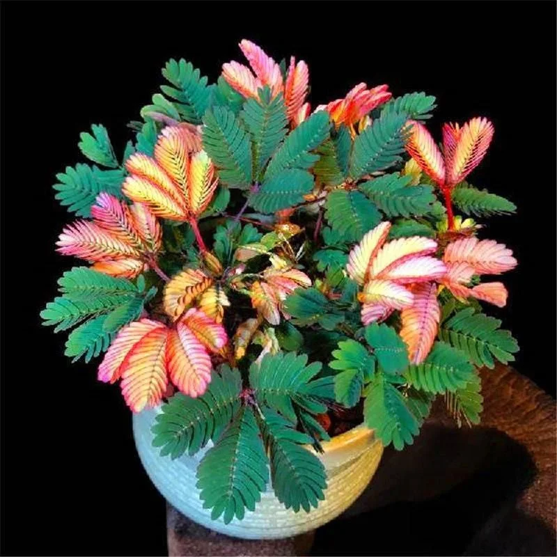 COLORFUL MIMOSA SEEDS