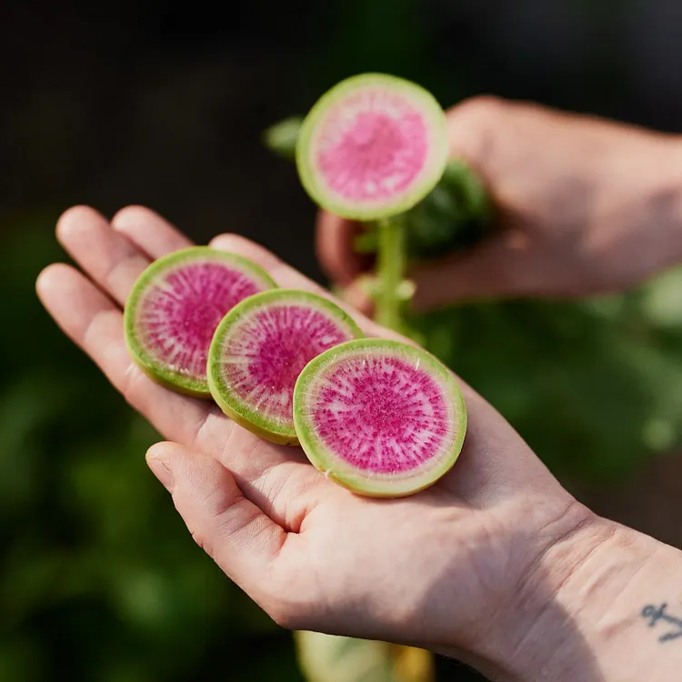🥕Radish Watermelon Vegetable