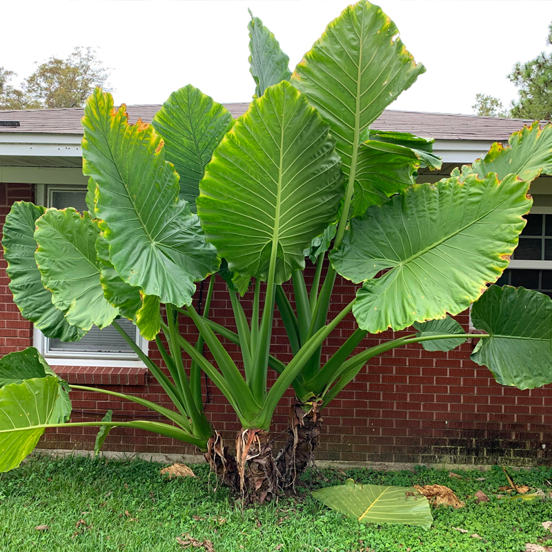 👨‍🌾Giant Elephant Ear Seeds – Tropical Plants with Massive Leaves