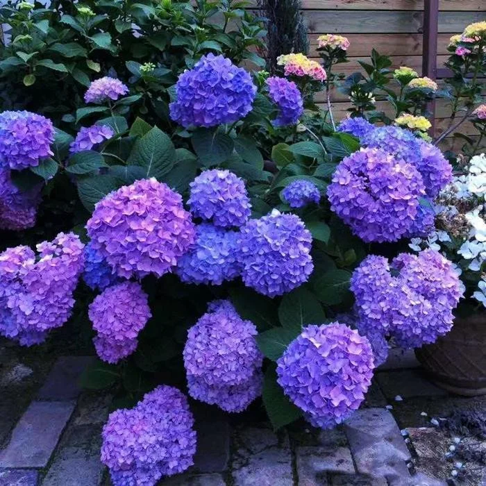 20 pcs/Pack Hydrangea Seed Bonsai Flower Seeds Hydrangea Perennial ...