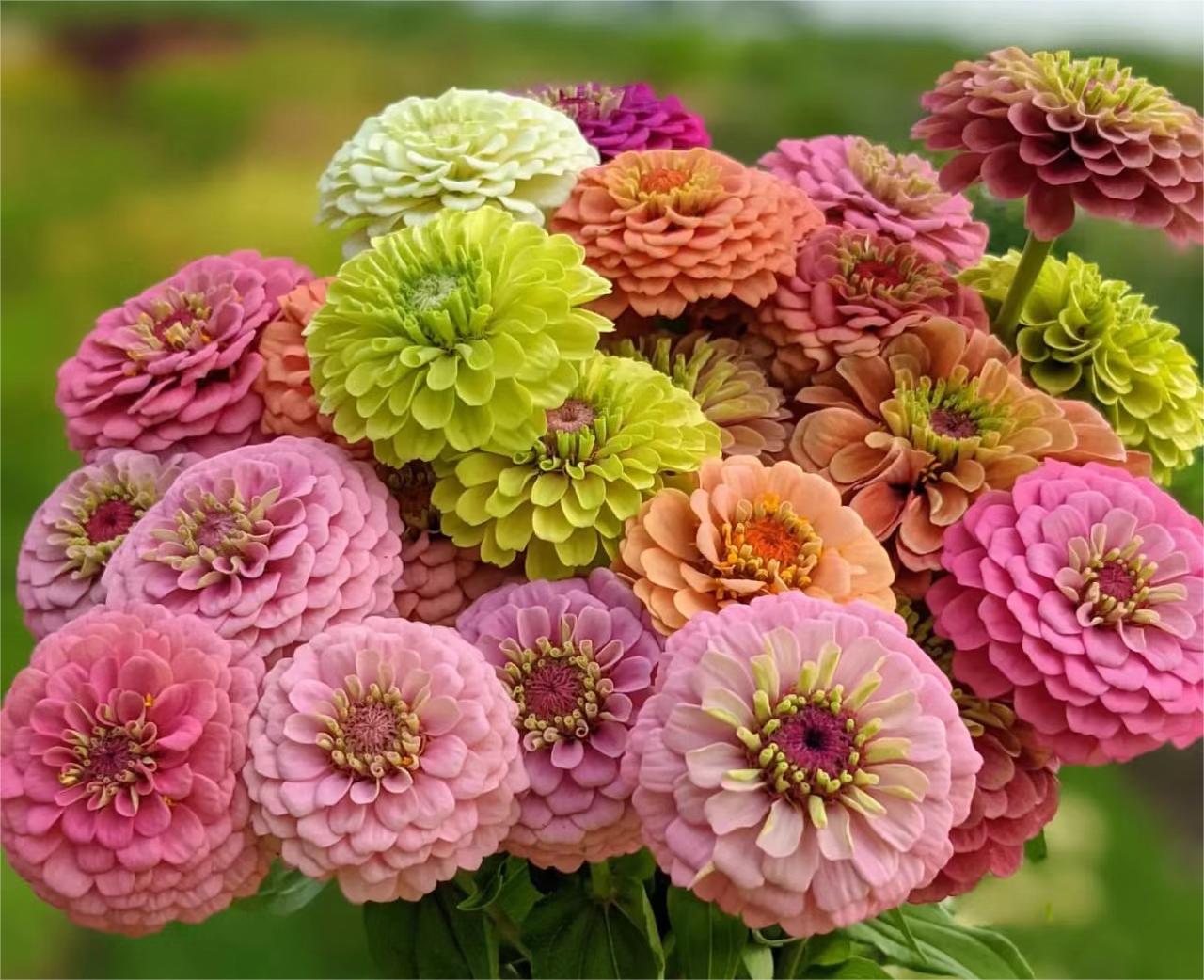 Mixed Color Zinnias Flower Seeds-Your Garden's Colorful Oasis