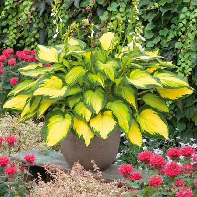 🪴Premium Hosta Seeds