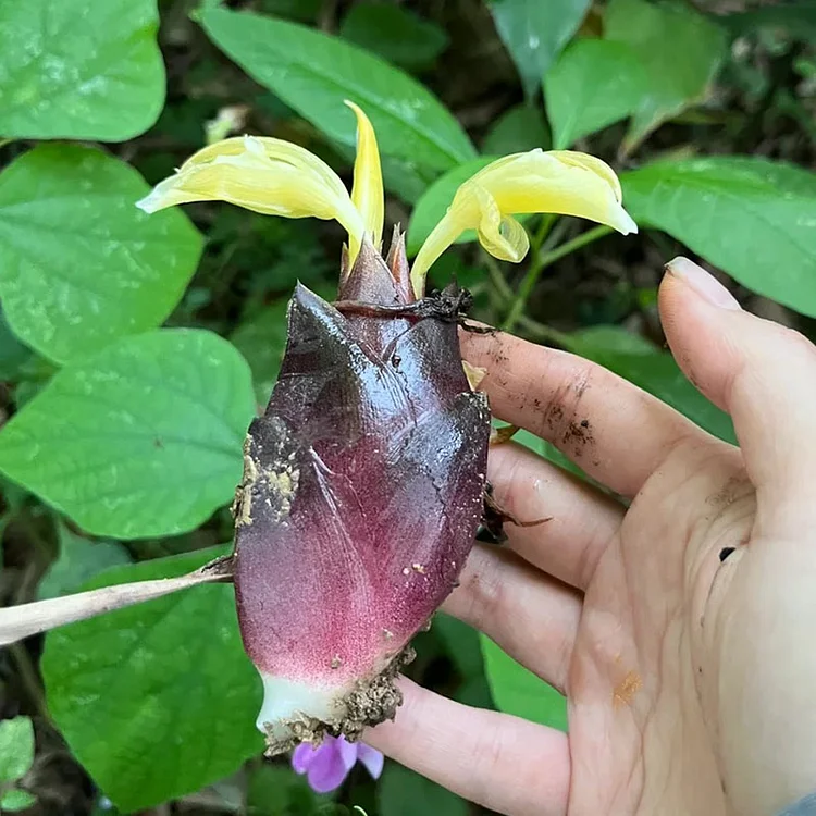 MYOGA SEEDS