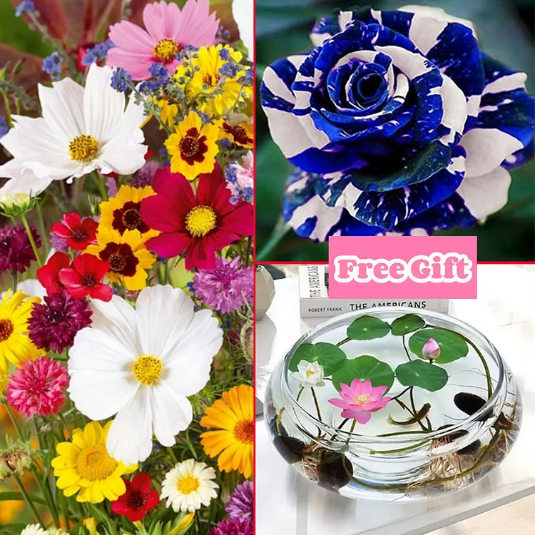 Mixed Perennial Flowers Seeds-Over 60 kinds mixed