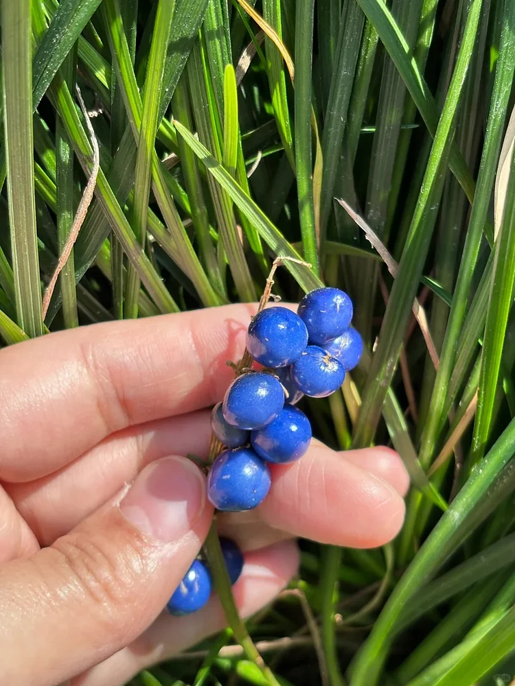 Premium Mondo Grass Seeds (Ophiopogon japonicus) - Perfect for Ground ...