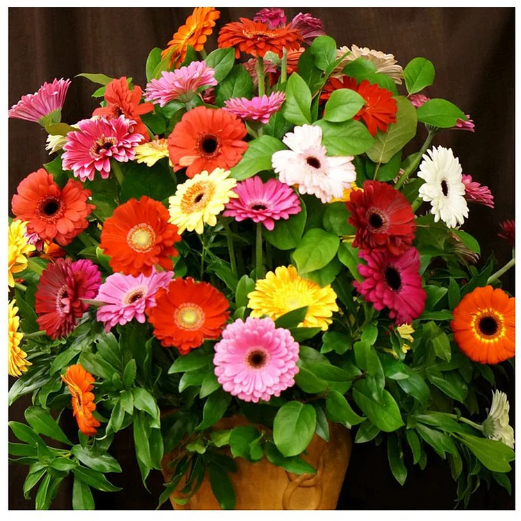 Pyrethrum-Double Gerbera Flower Seeds. Get 50% off