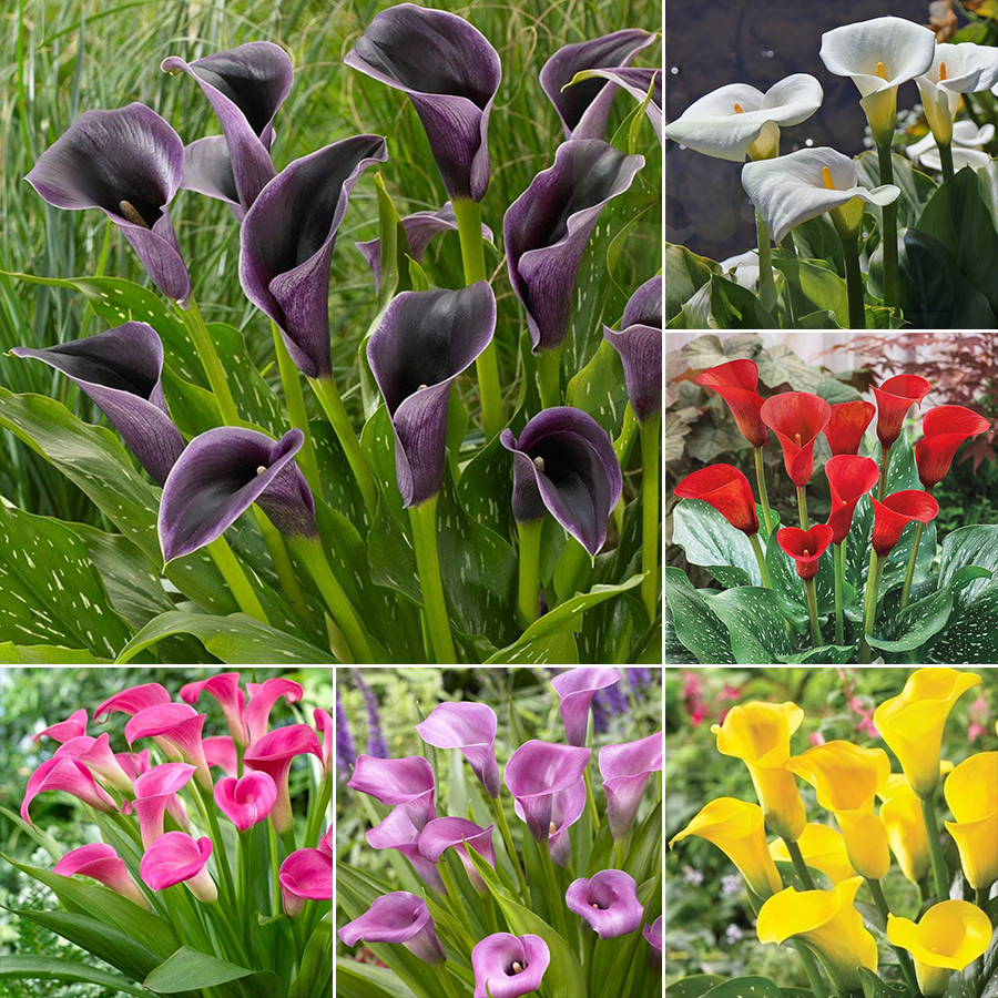 🌿 Easy-to-grow Calla Lily bulbs | Available in multiple colors and ...