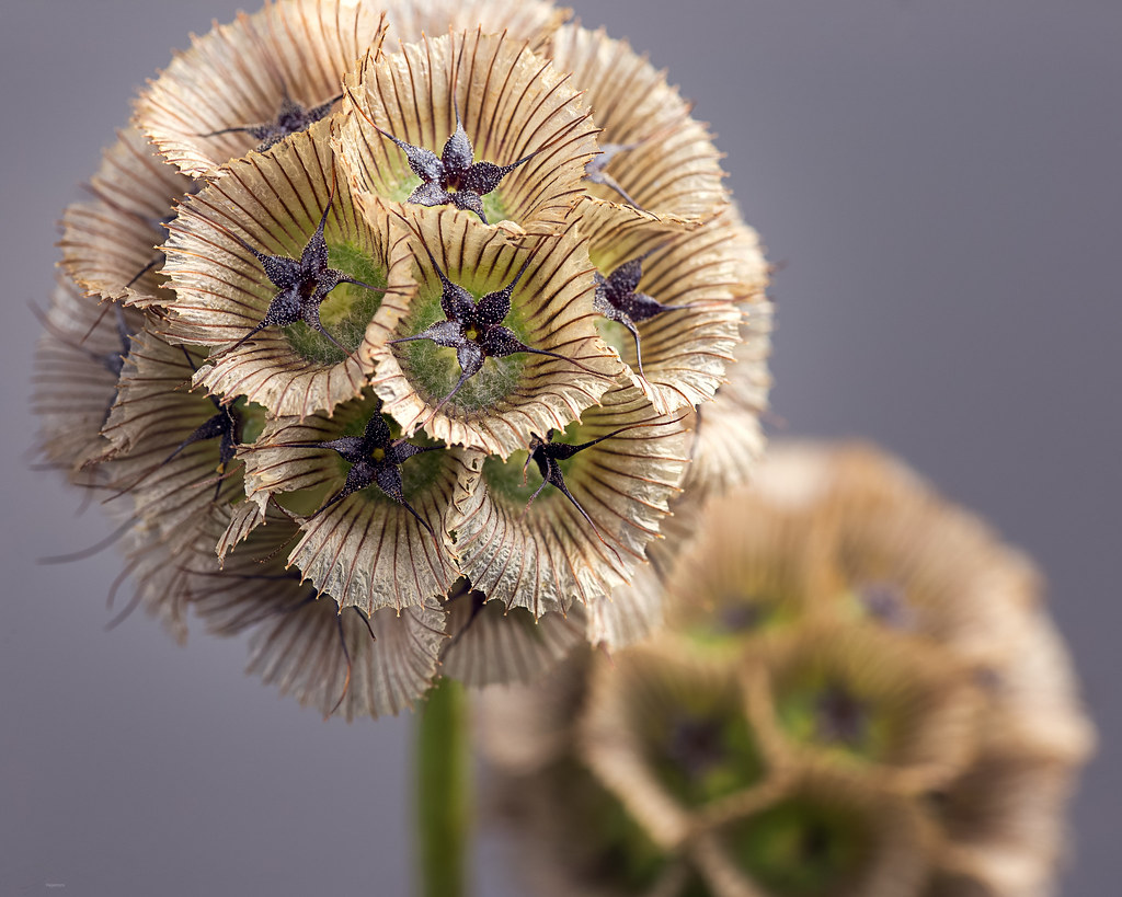 STARFLOWER PINCUSHIONS DRUMSTICK - 30 SEEDS - Scabiosa stellata ...