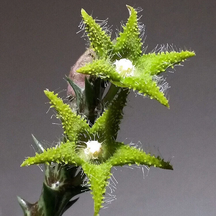 Asclepiadaceae Orbea dummeri Succulent potted will bloom live plants S