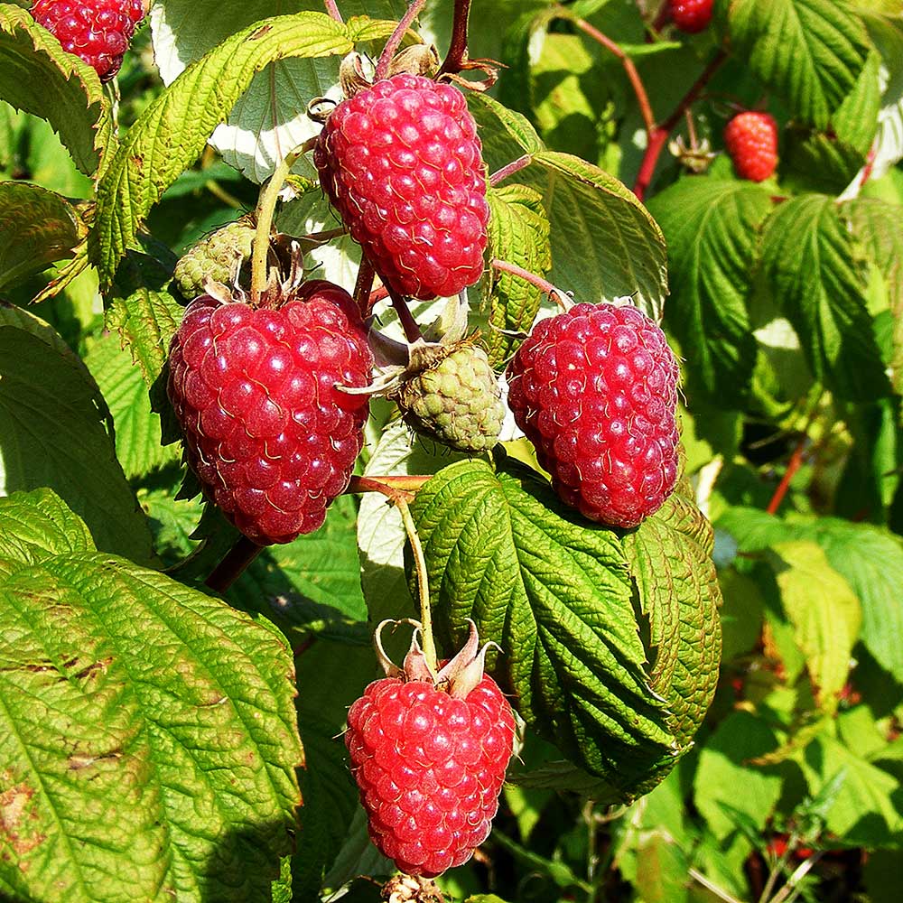Raspberry Seeds