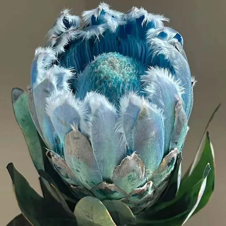 King Protea-Princess Seeds